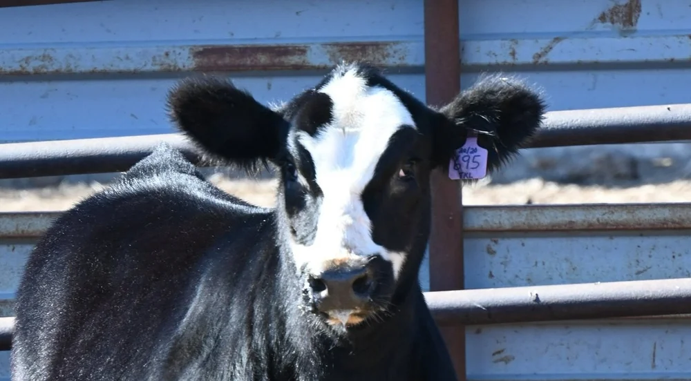 SD Simmental Association