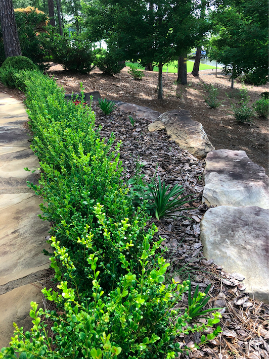 Carmen’s Planting Guide for Shrub Success — Carmen Johnston Gardens