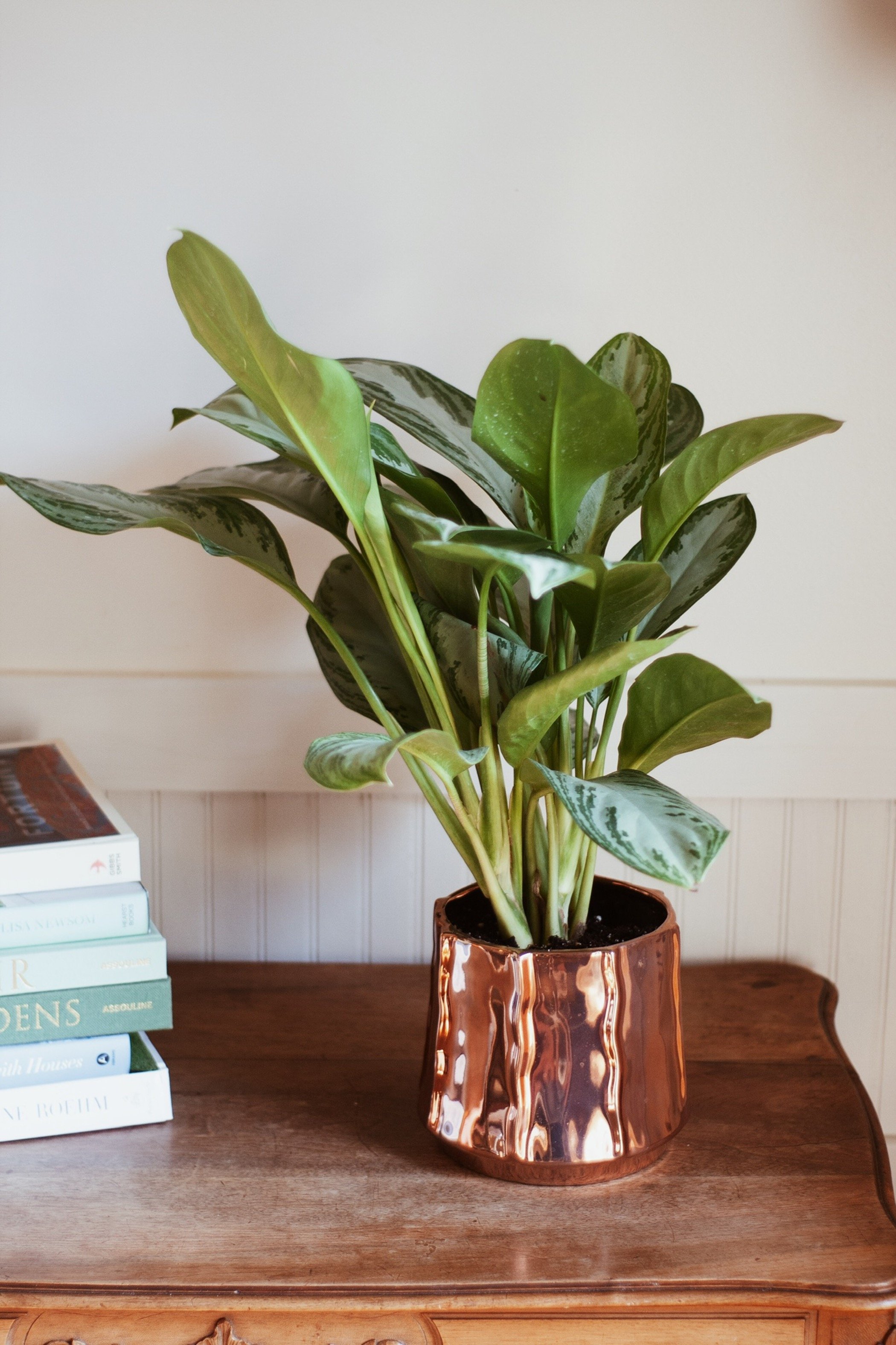 8 Tips for Happy Houseplants — Carmen Johnston Gardens