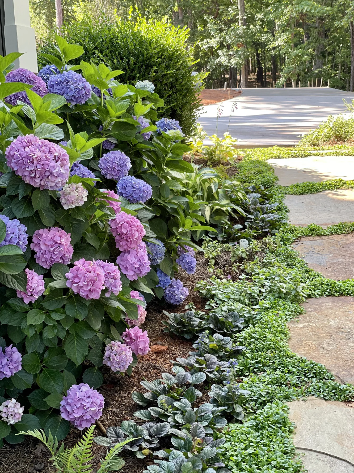 How to Care for Hydrangeas — Carmen Johnston Gardens