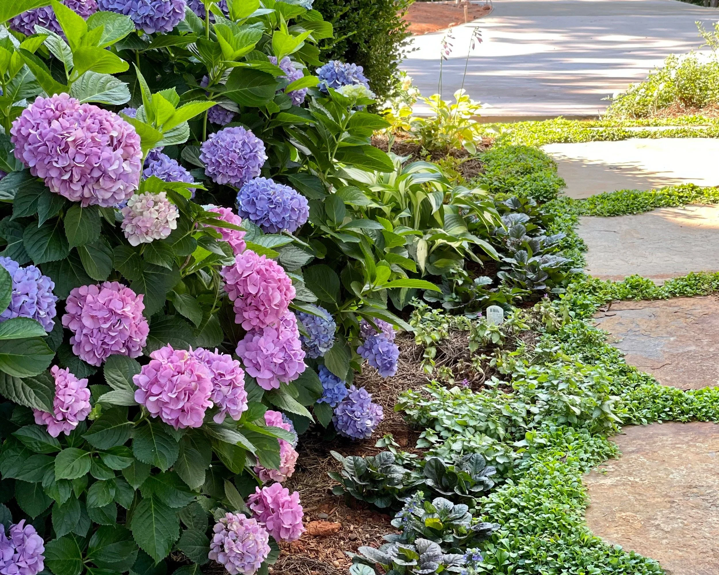 The Ultimate Hydrangea Guide Recap! — Carmen Johnston Gardens