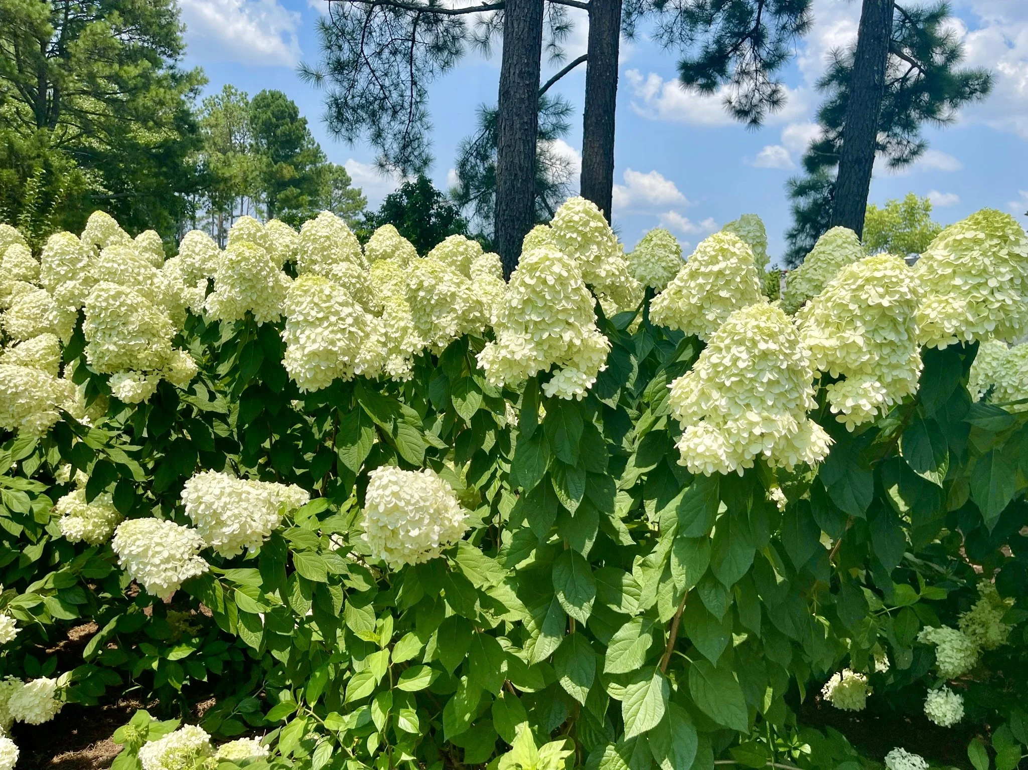 DIY Dried Hydrangeas — Carmen Johnston Gardens