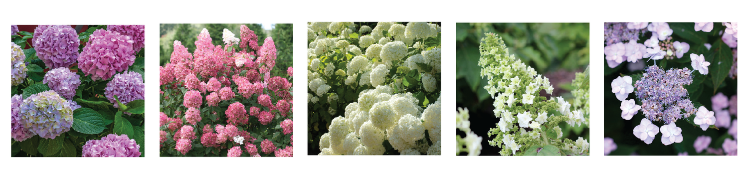 The Ultimate Hydrangea Guide Recap! — Carmen Johnston Gardens