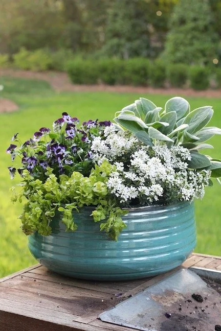 Let’s Get Ready to Plant for Spring! — Carmen Johnston Gardens