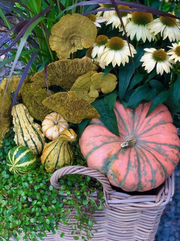 5-Minute DIY Fall Planter — Carmen Johnston Gardens