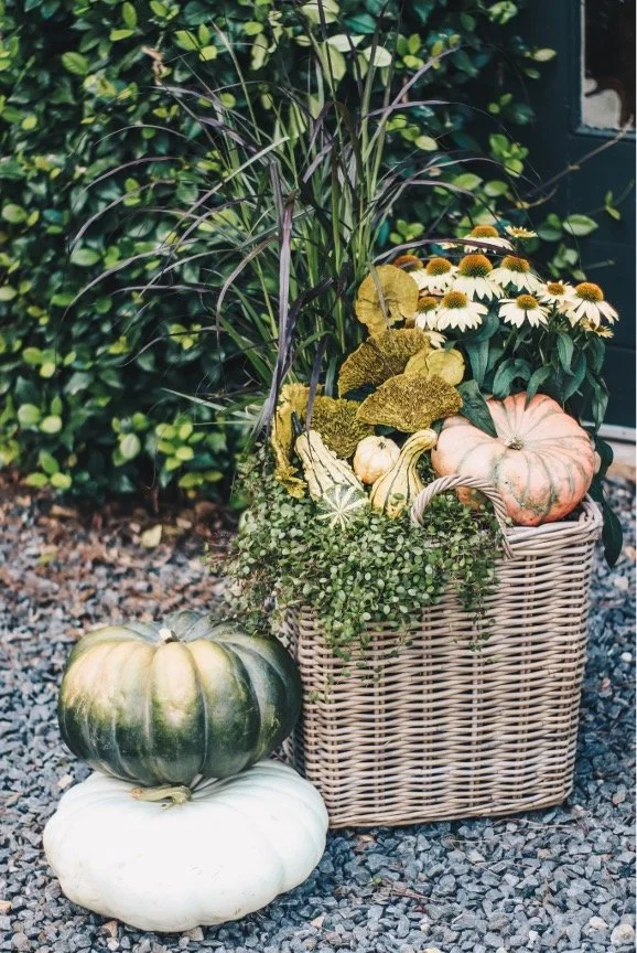 5-Minute DIY Fall Planter — Carmen Johnston Gardens