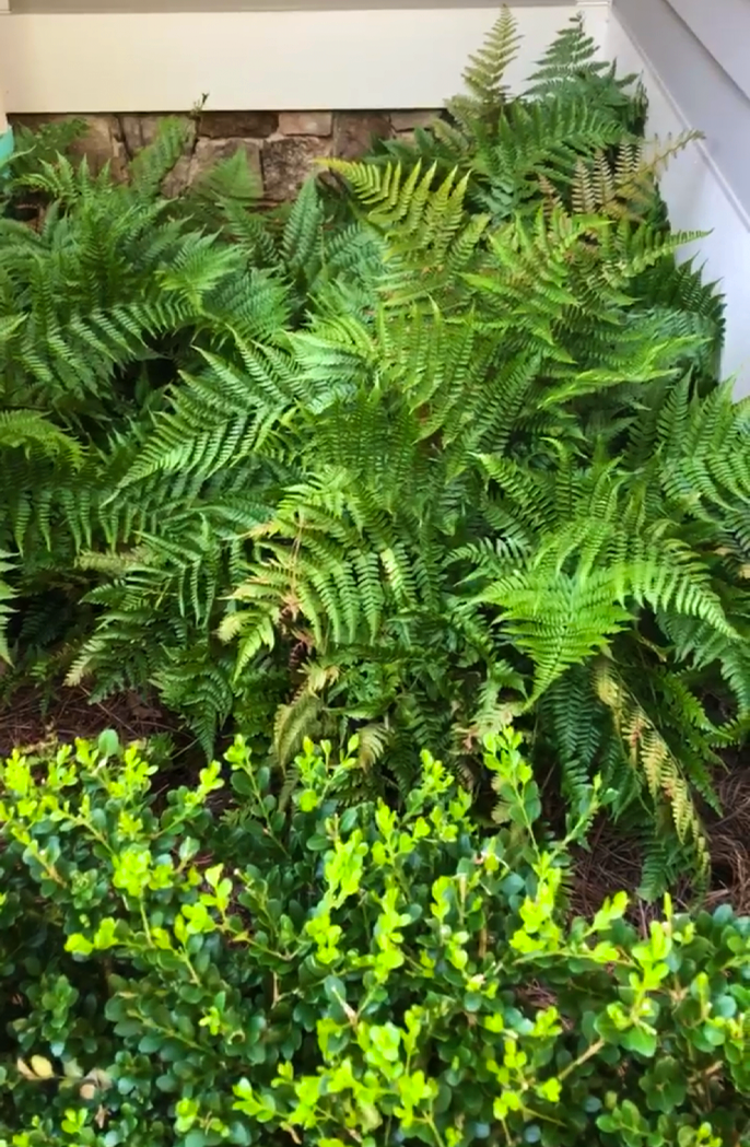All You Need to Know About Planting Fall Ferns — Carmen Johnston Gardens