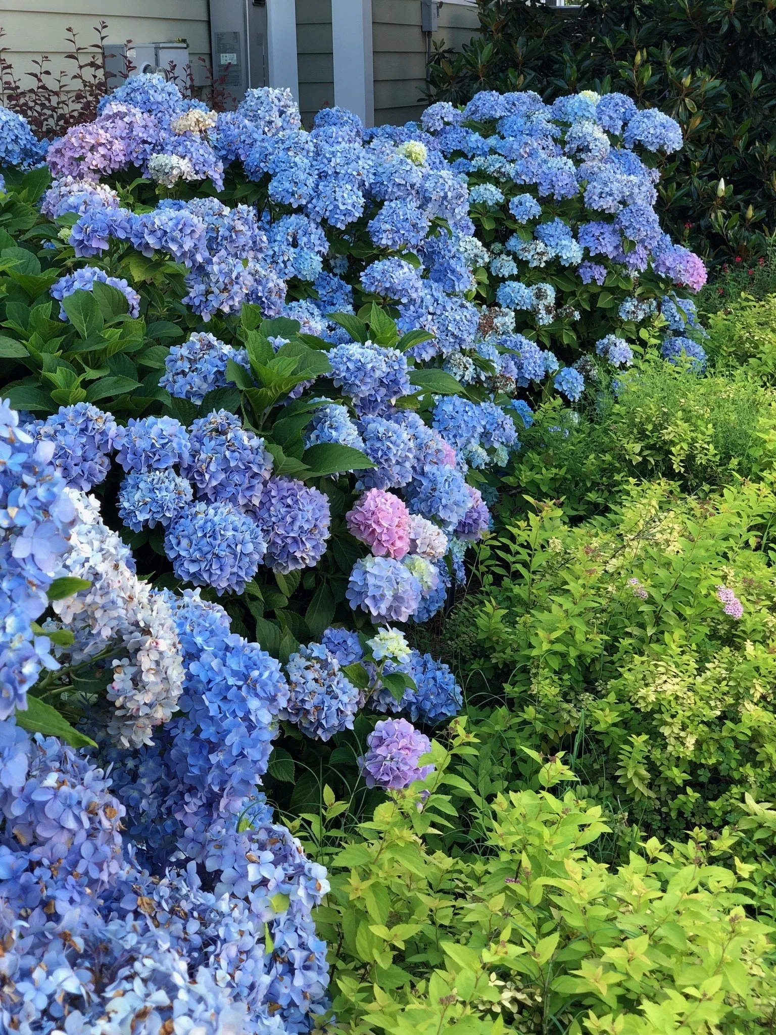 Prep Now for a Beautiful Spring Garden — Carmen Johnston Gardens