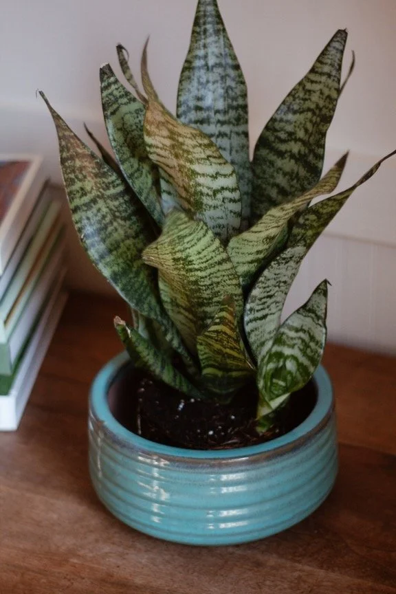 My Five Favorite Houseplants — Carmen Johnston Gardens