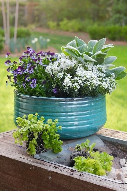 Let’s Get Ready to Plant for Spring! — Carmen Johnston Gardens