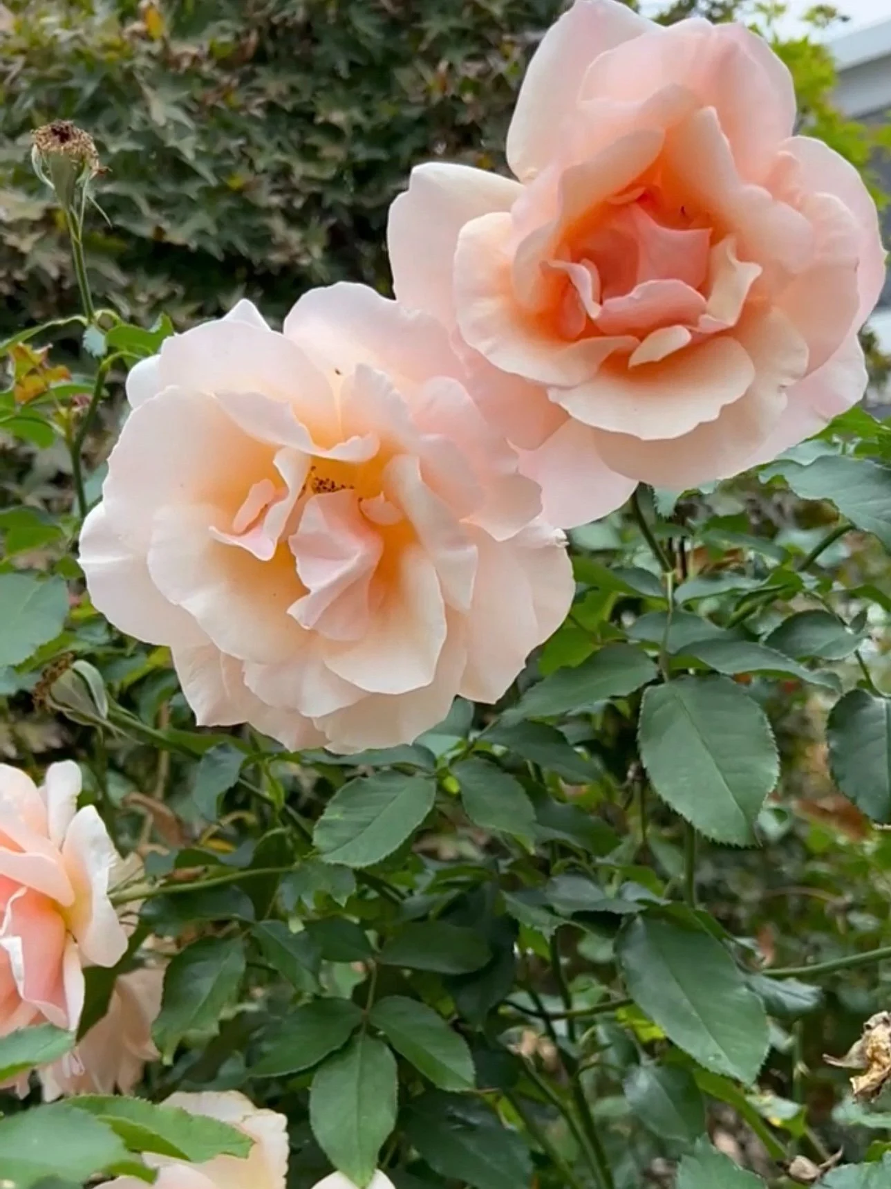 Prep Now for a Beautiful Spring Garden — Carmen Johnston Gardens