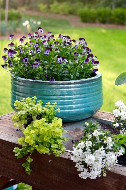 Let’s Get Ready to Plant for Spring! — Carmen Johnston Gardens