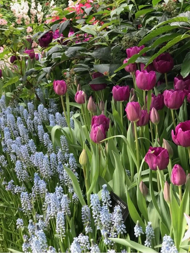 Fall Bulb Planting for Spring Blooms — Carmen Johnston Gardens