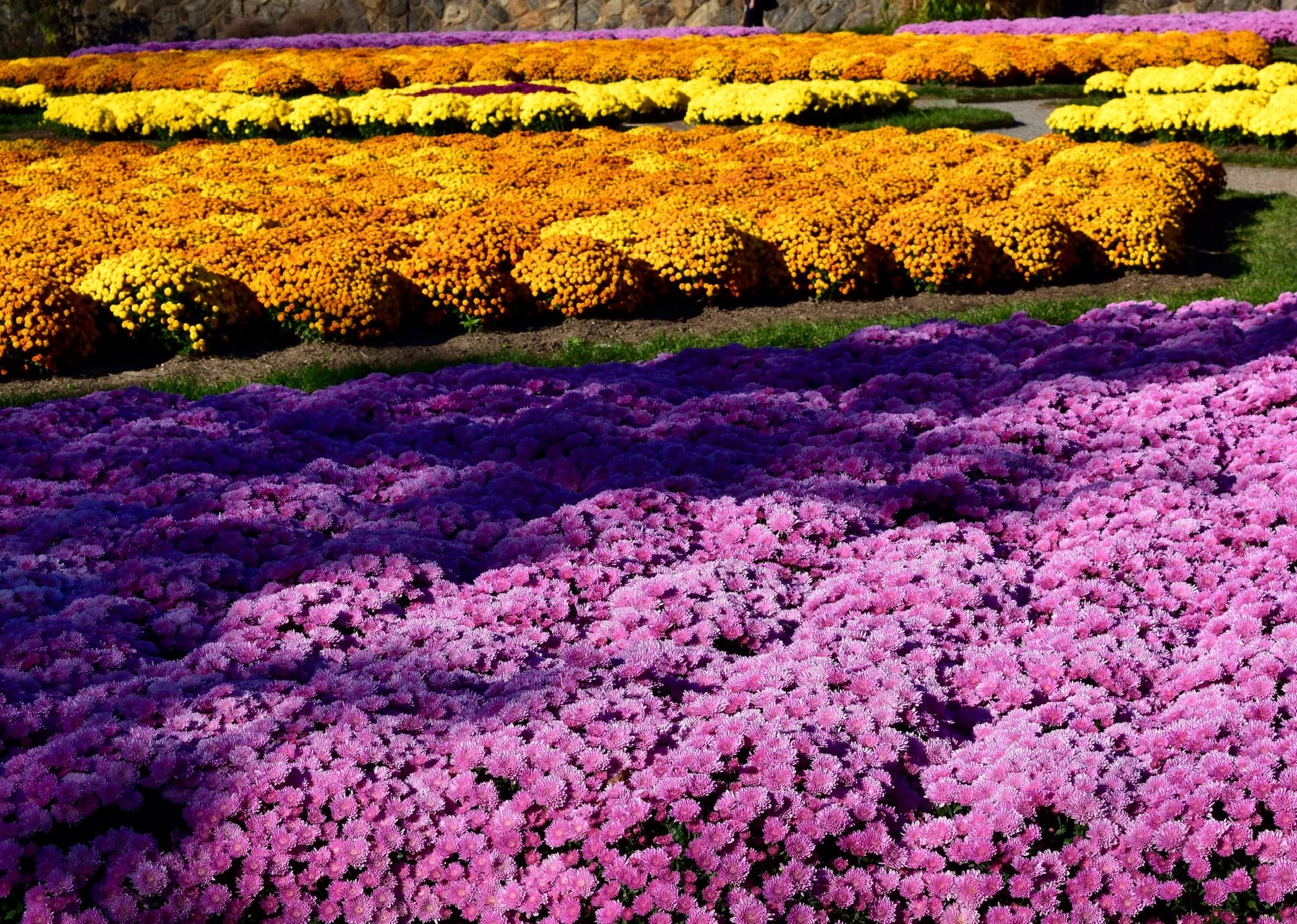Caring For Your Fall Mums — Carmen Johnston Gardens
