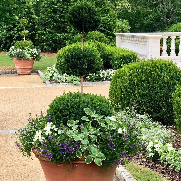 Tips for Pretty Summer Planters Plus the Perfect Plants for Full Sun ...