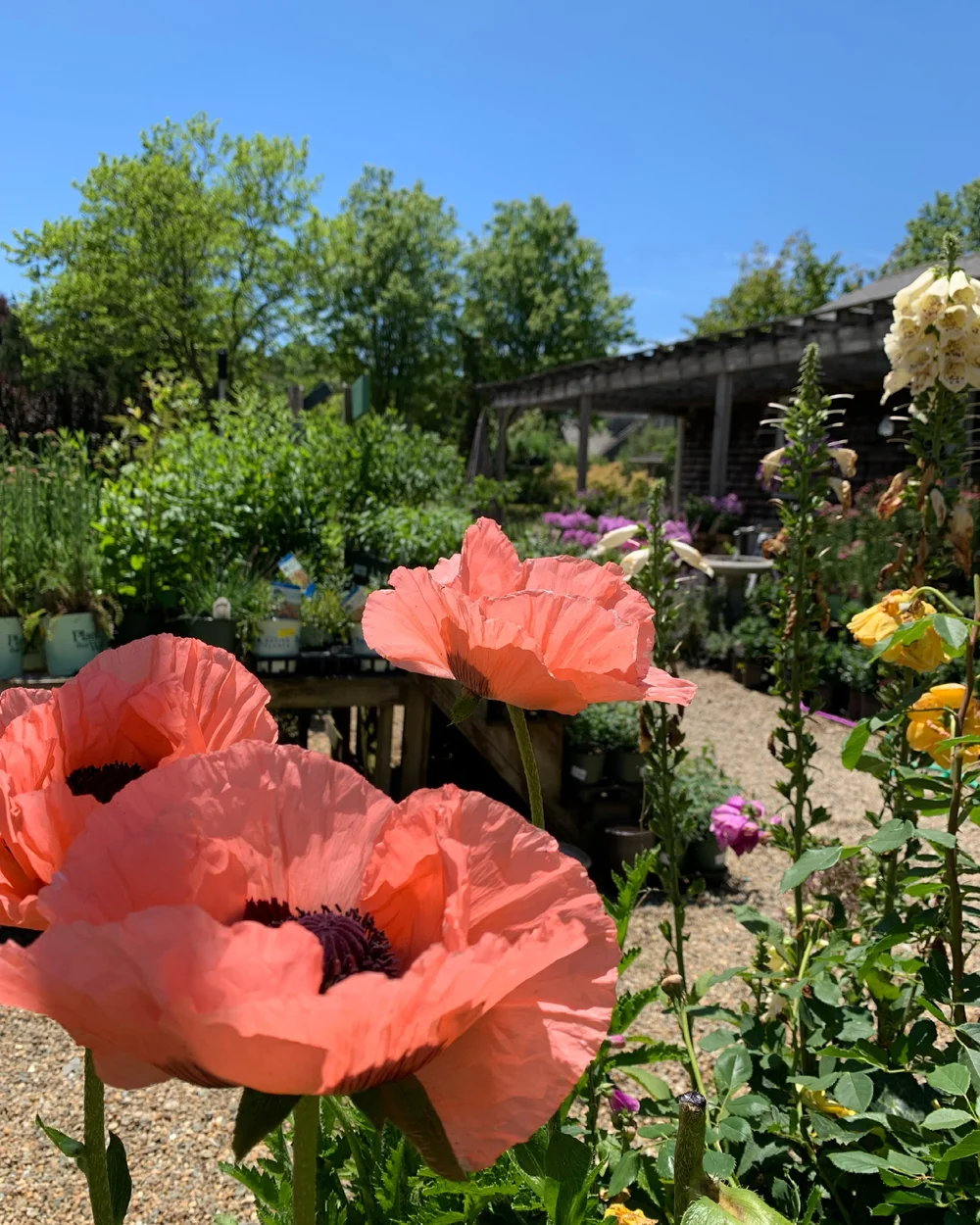 MIDDLETOWN NURSERY | Explore Gardening Today - Visit Us