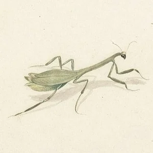 Praying Mantis — Ethan Alden Reviews Movies From Space