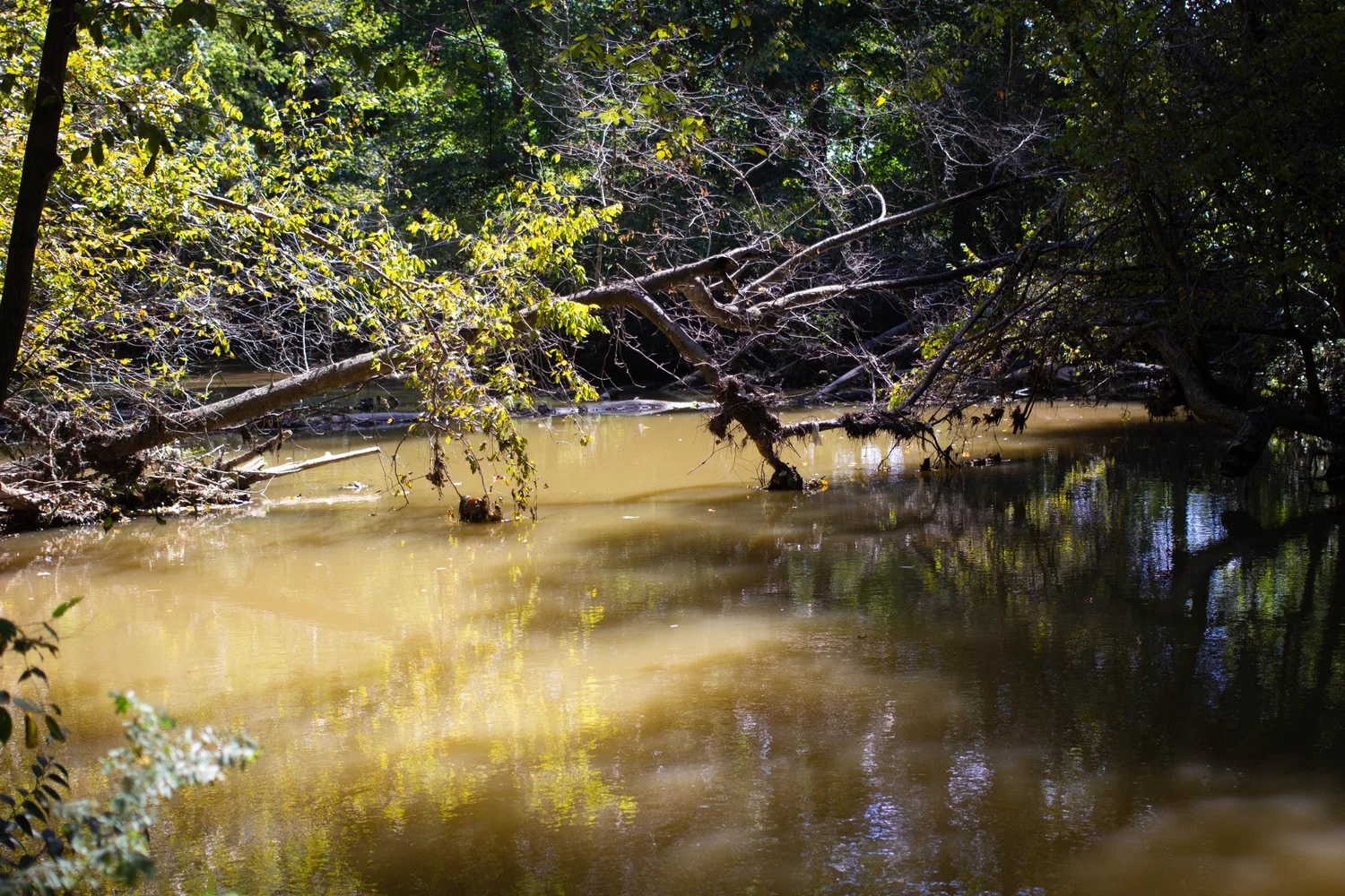 Visiting Atlanta's Bamboo Forest — Roaming with the Robertsons