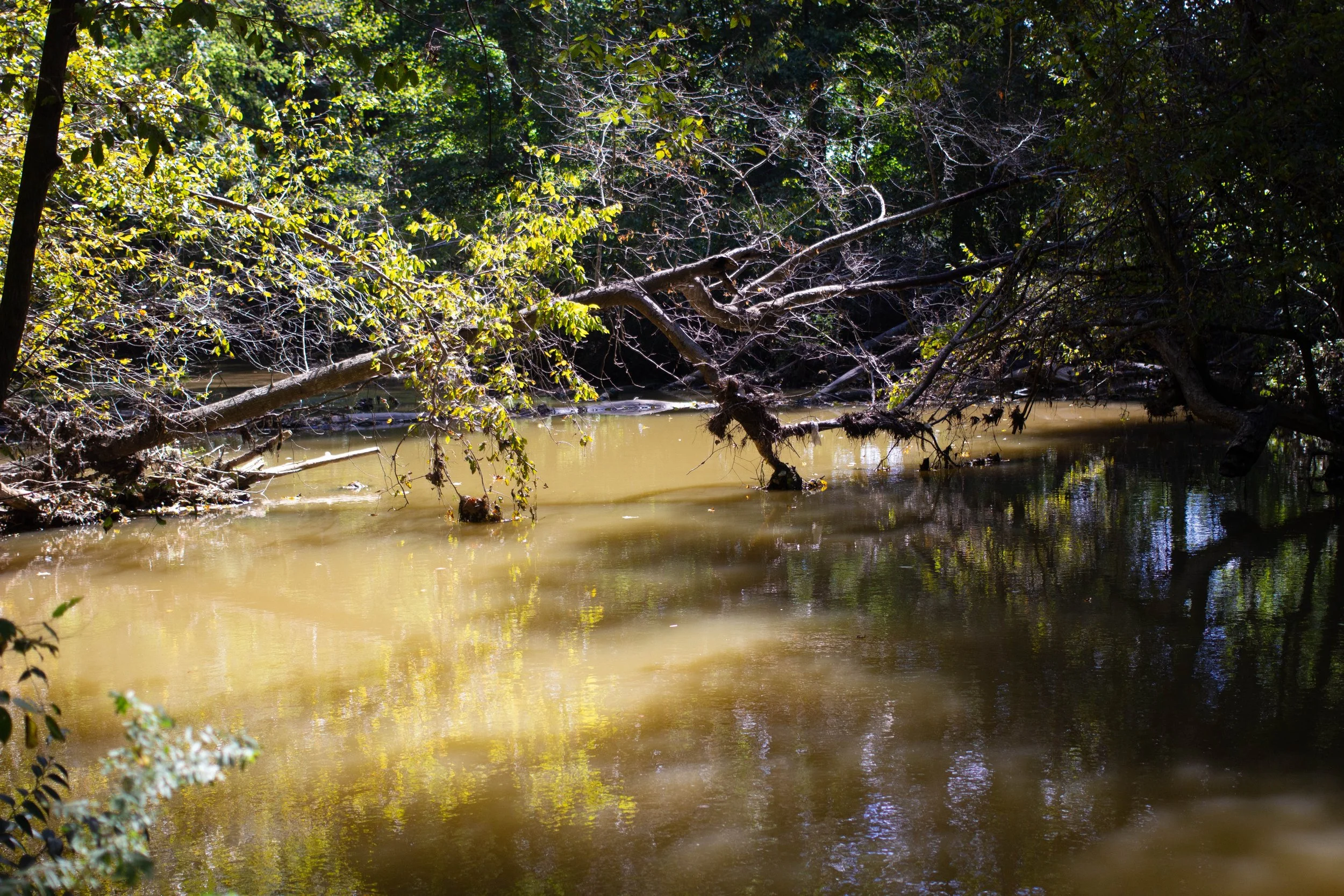 Visiting Atlanta's Bamboo Forest — Roaming with the Robertsons