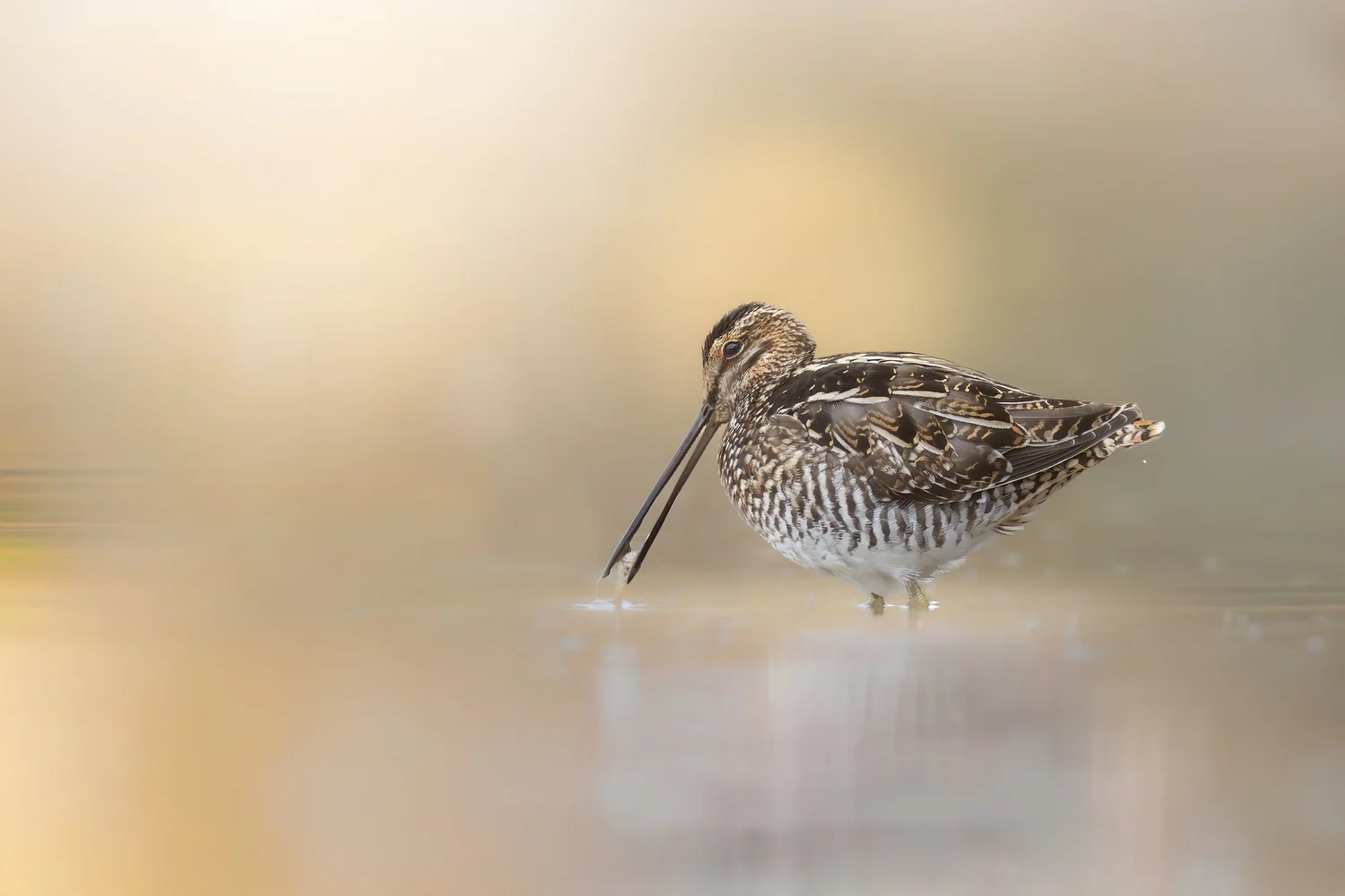 The Principles of Good Photography: What Makes a Photograph Compelling ...