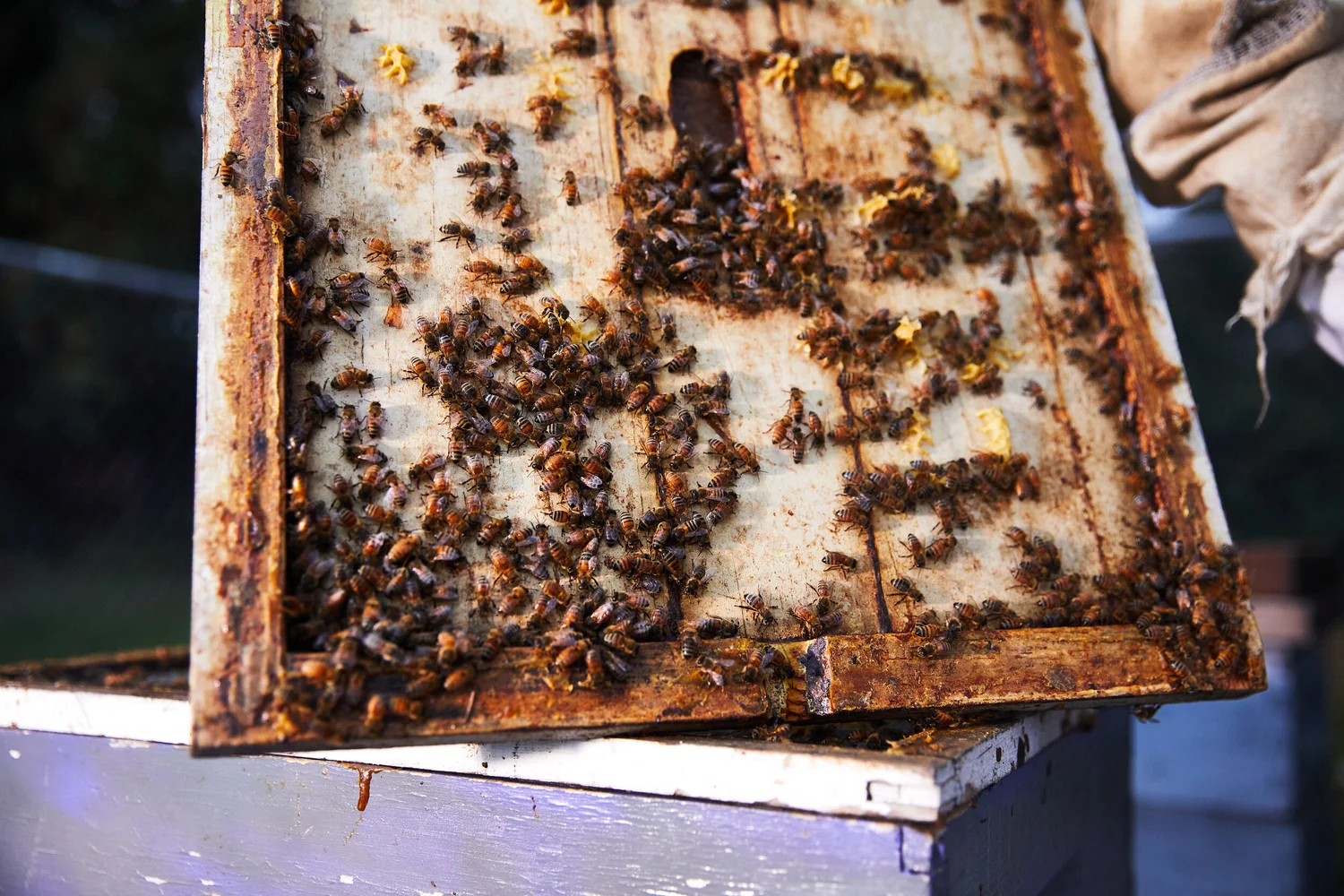 Old Man John's Apiary & Apothecary