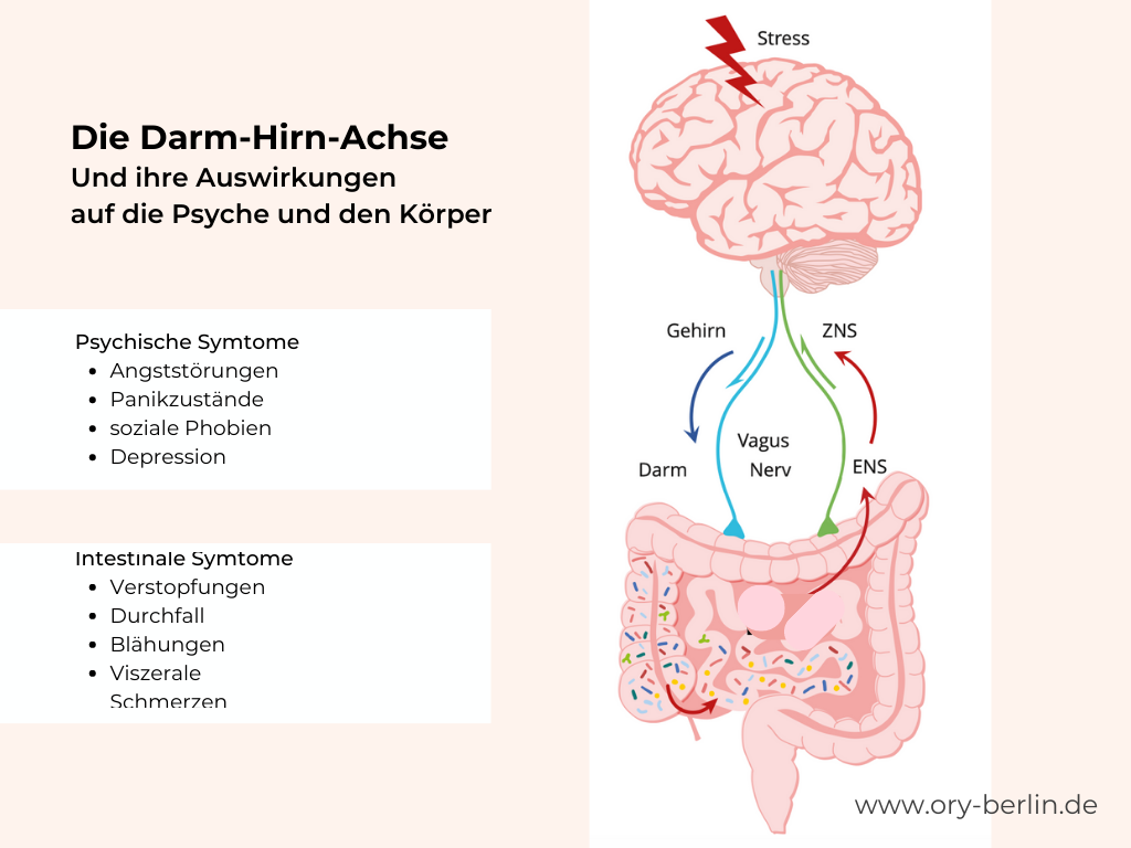 Über die Verbindung von Darm und Denken