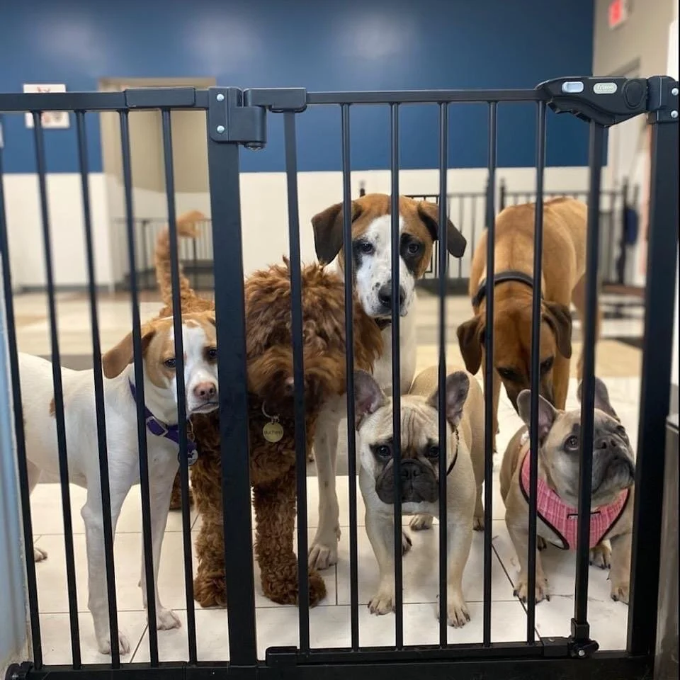 Dog E Den Dog Daycare Boarding Grooming Training