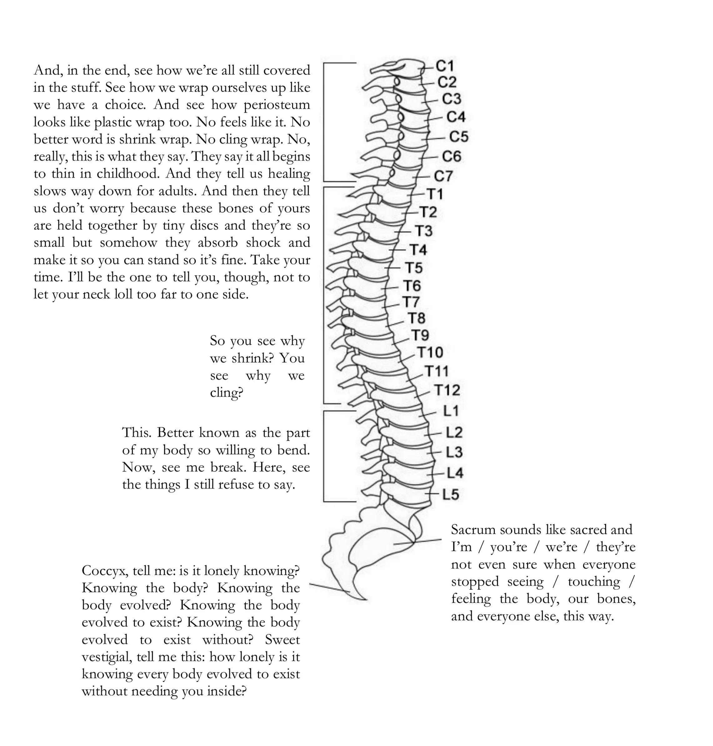 Vertebral Column by Court Ludwick — Full House Literary