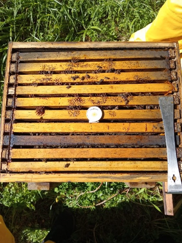 Harnessing sensor technologies to improve beekeeping in South Africa ...