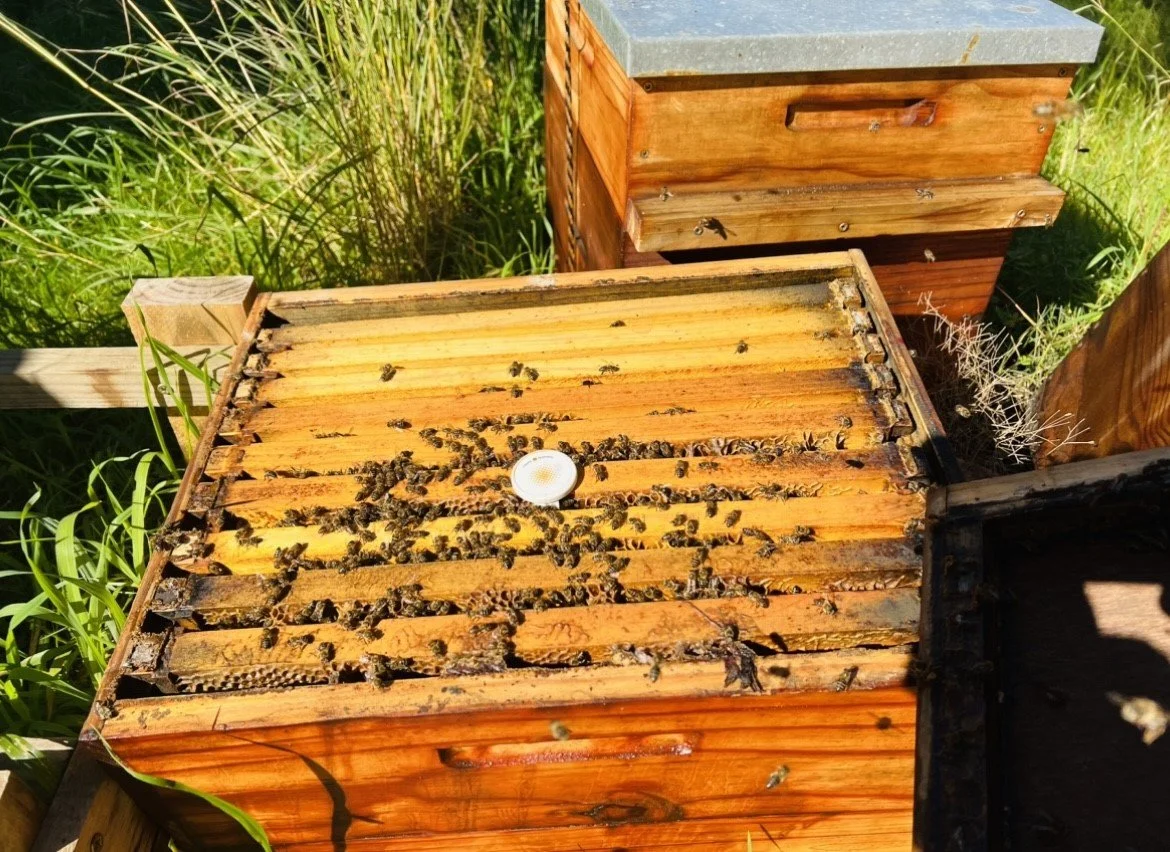 Sensor technologies for enhanced beekeeping efficiency in South Africa ...