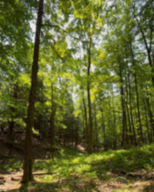 Northeast Forest Farmers Coalition