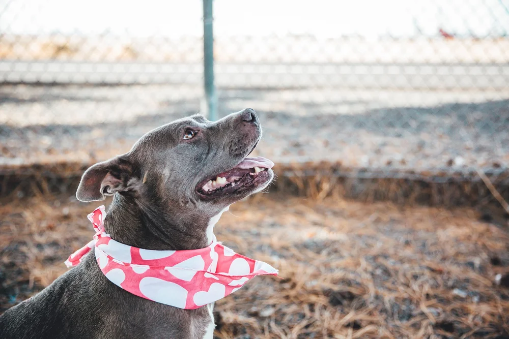 Grant County Animal Outreach Official Website