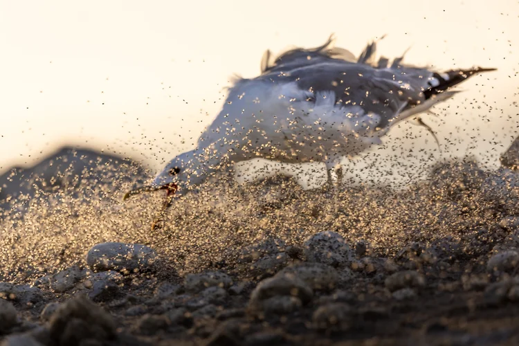 Microbialites – Grow The Flow – Utah