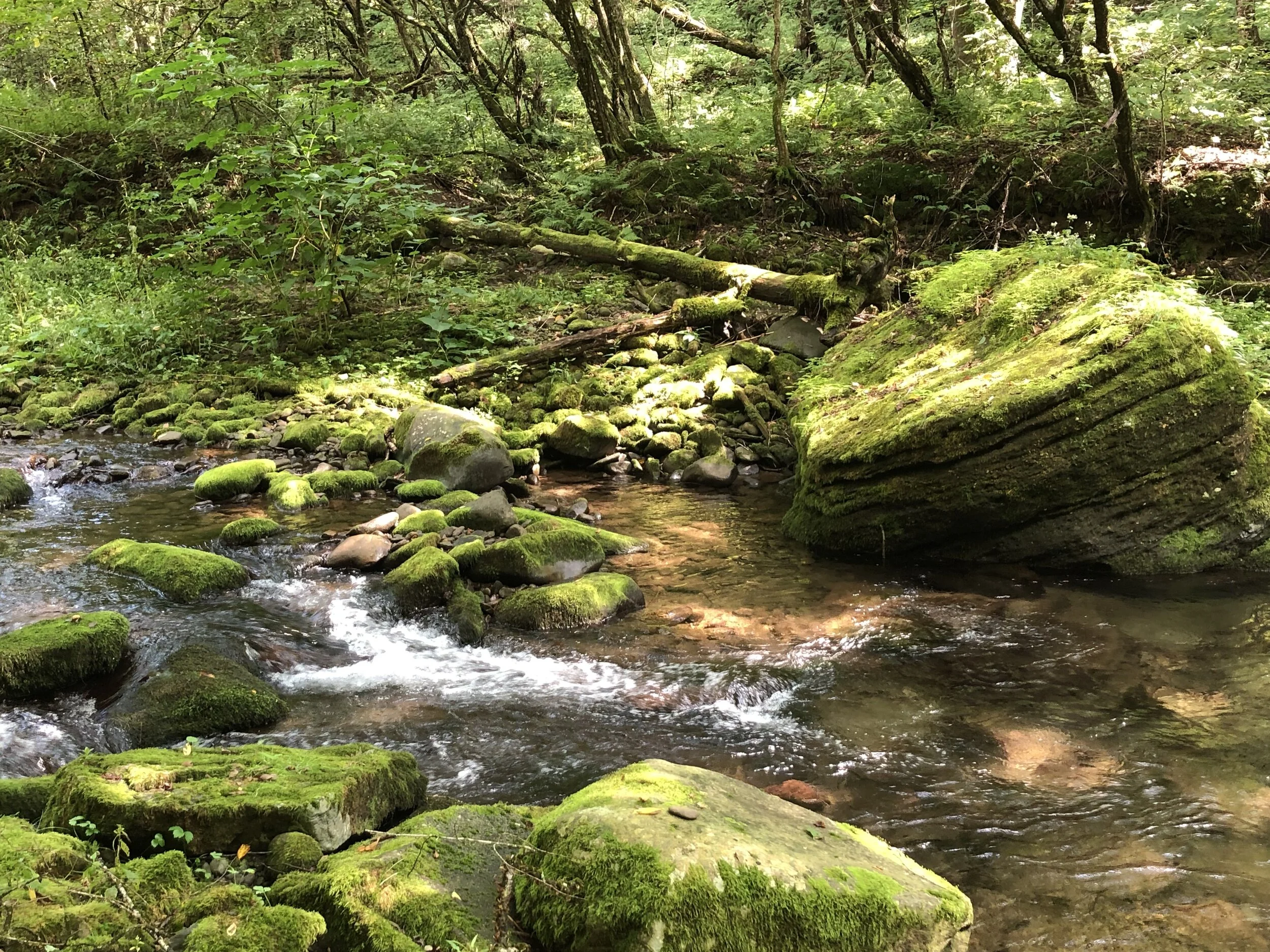 Sarah Betz, LCSW, PLLC