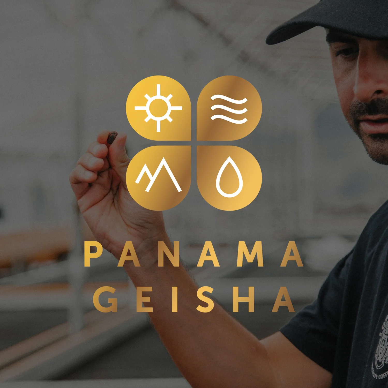 Quintal No. 7 - Fortuna Geisha Origin Roasted Coffee — Origin Roasted ...