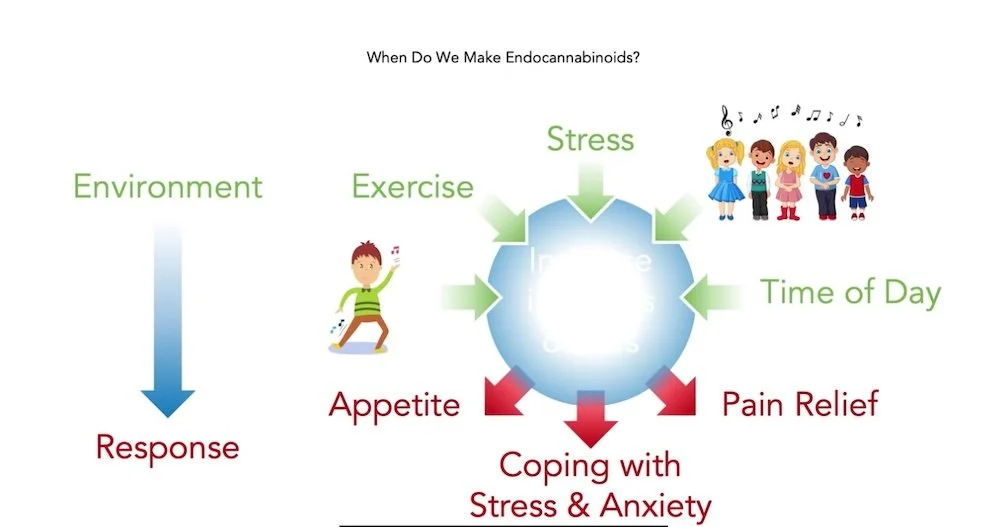 The Endocannabinoid System in Simple and Understandable Terms — Lucid Green