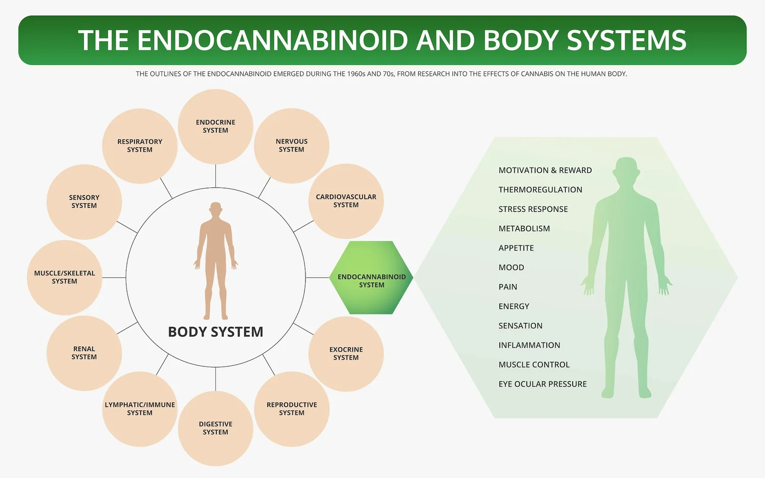 The Endocannabinoid System in Simple and Understandable Terms — Lucid Green