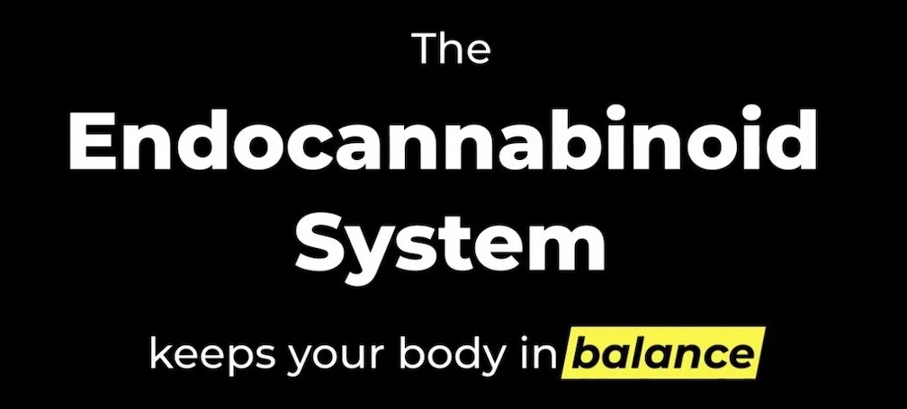 The Endocannabinoid System in Simple and Understandable Terms — Lucid Green