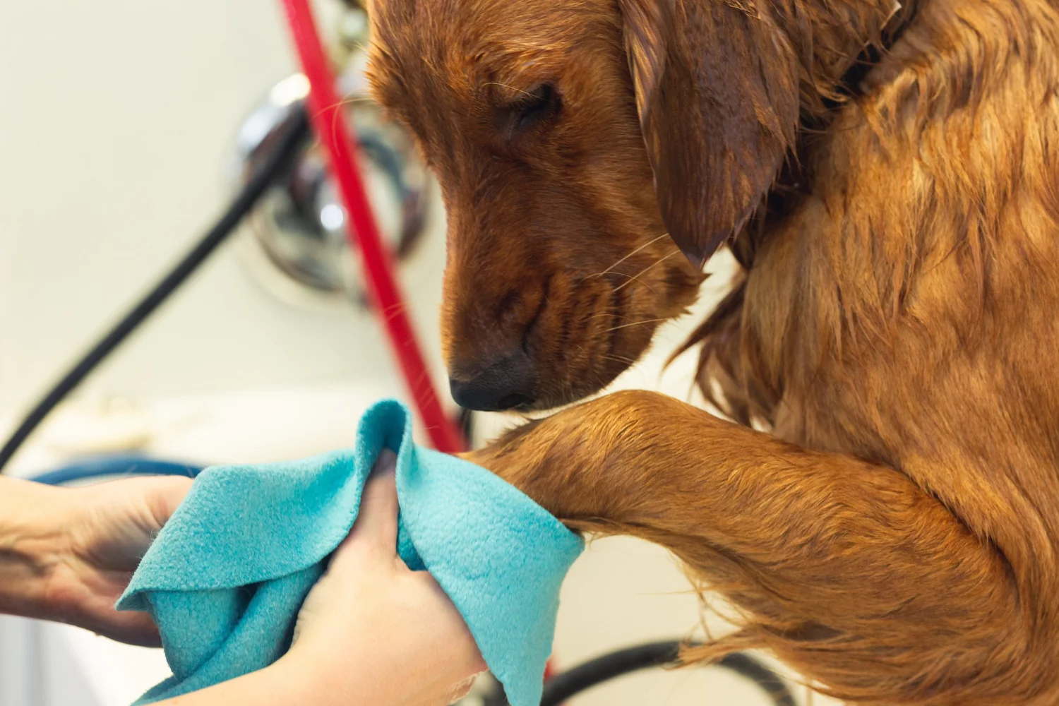 Services — Pet Styles by Jennifer