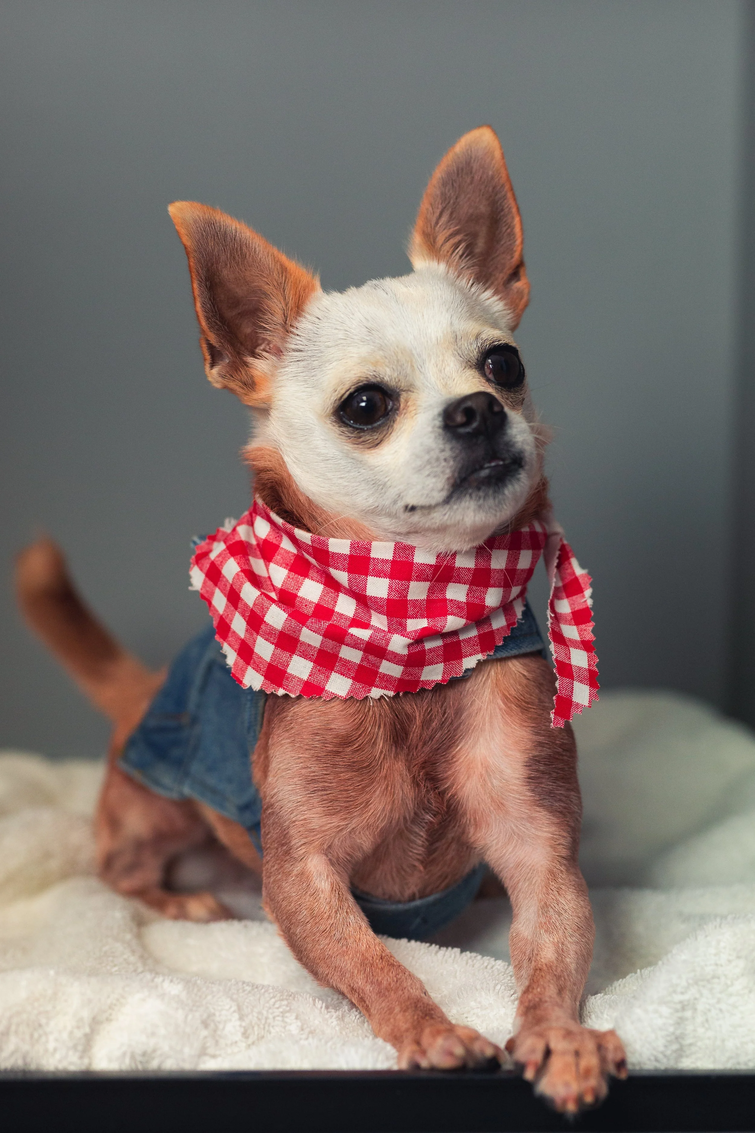 Pet Styles By Jennifer pet-styles-by-jennifer