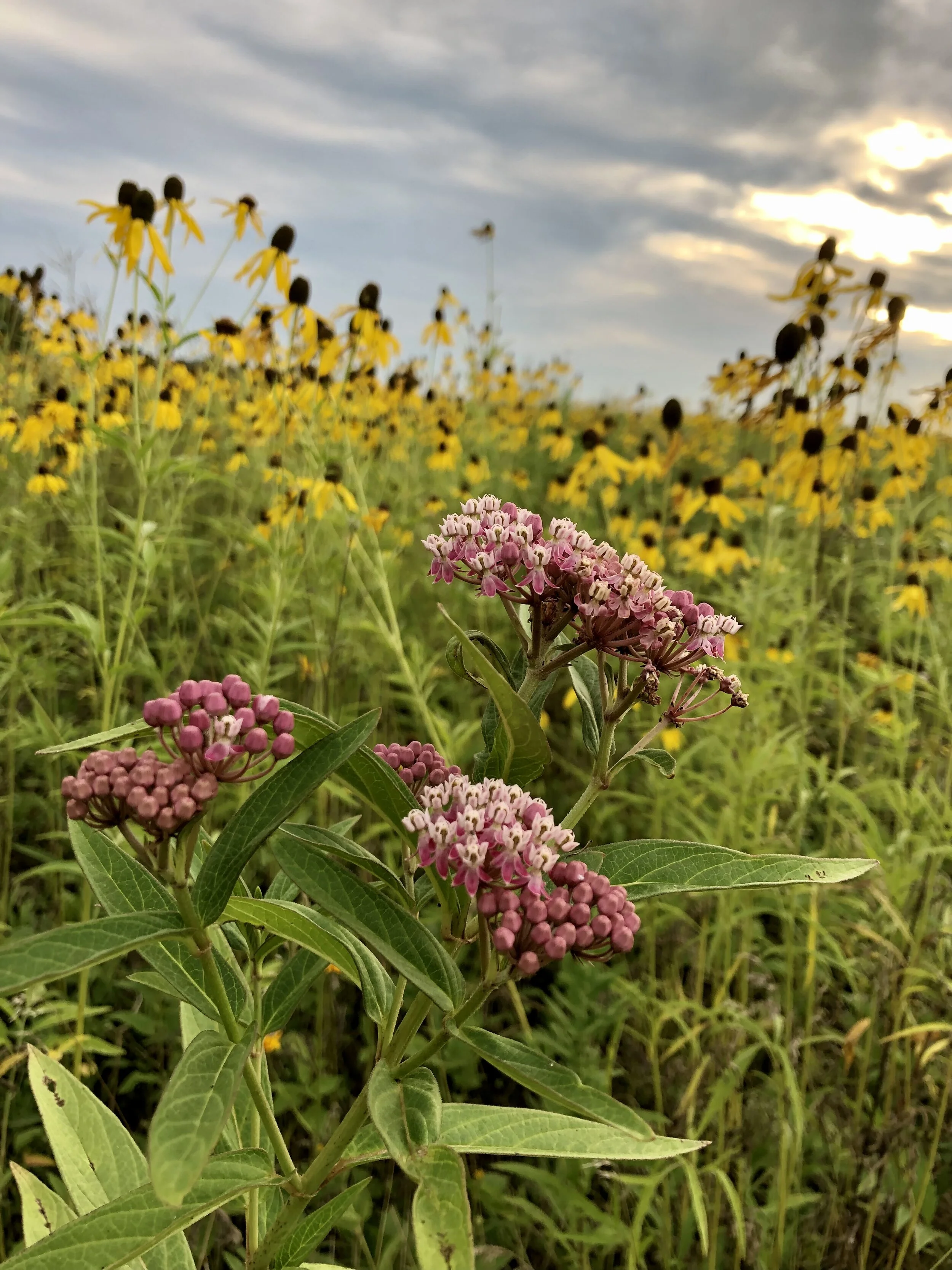 Our Story — The Pollinator Patch