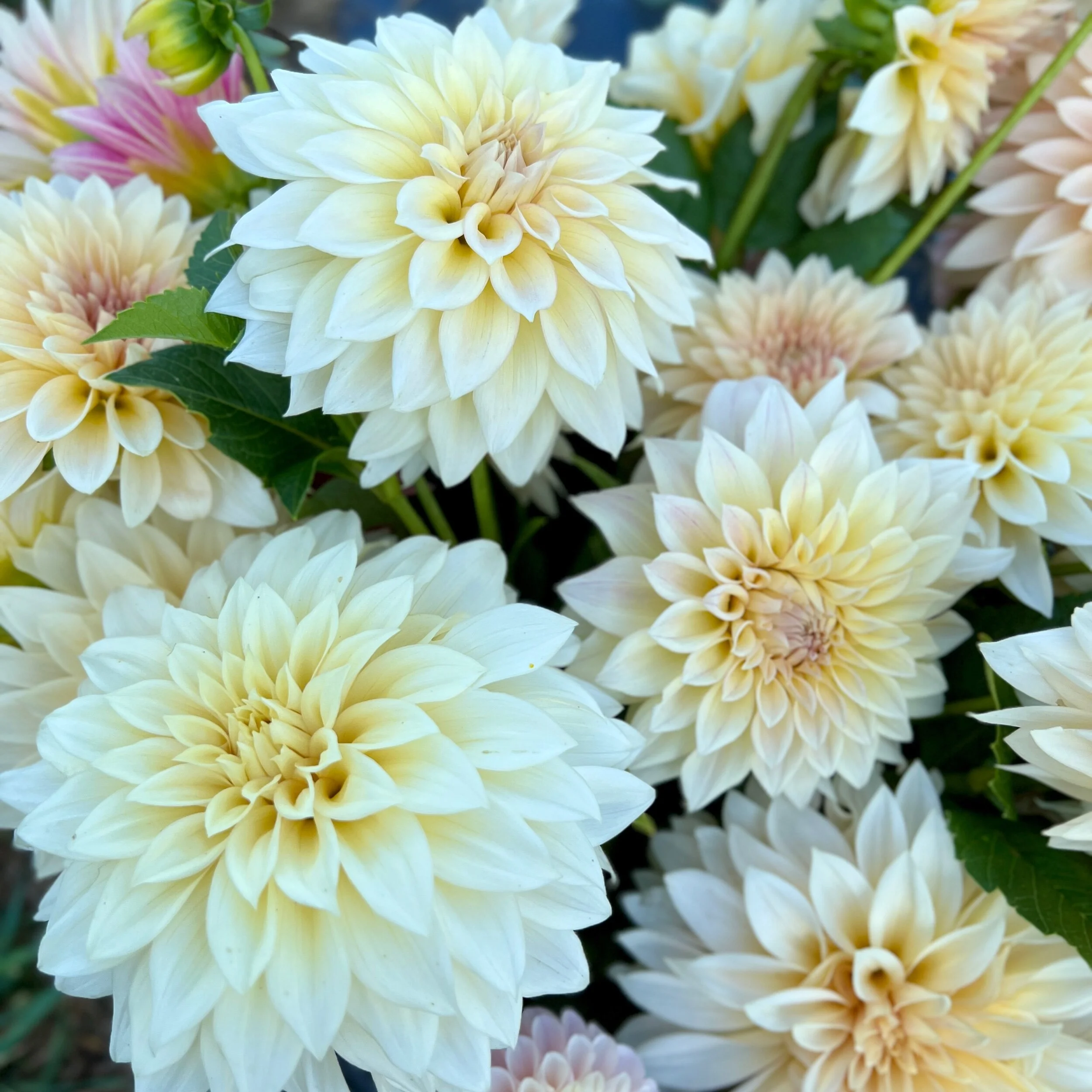 Shop — The Pollinator Patch