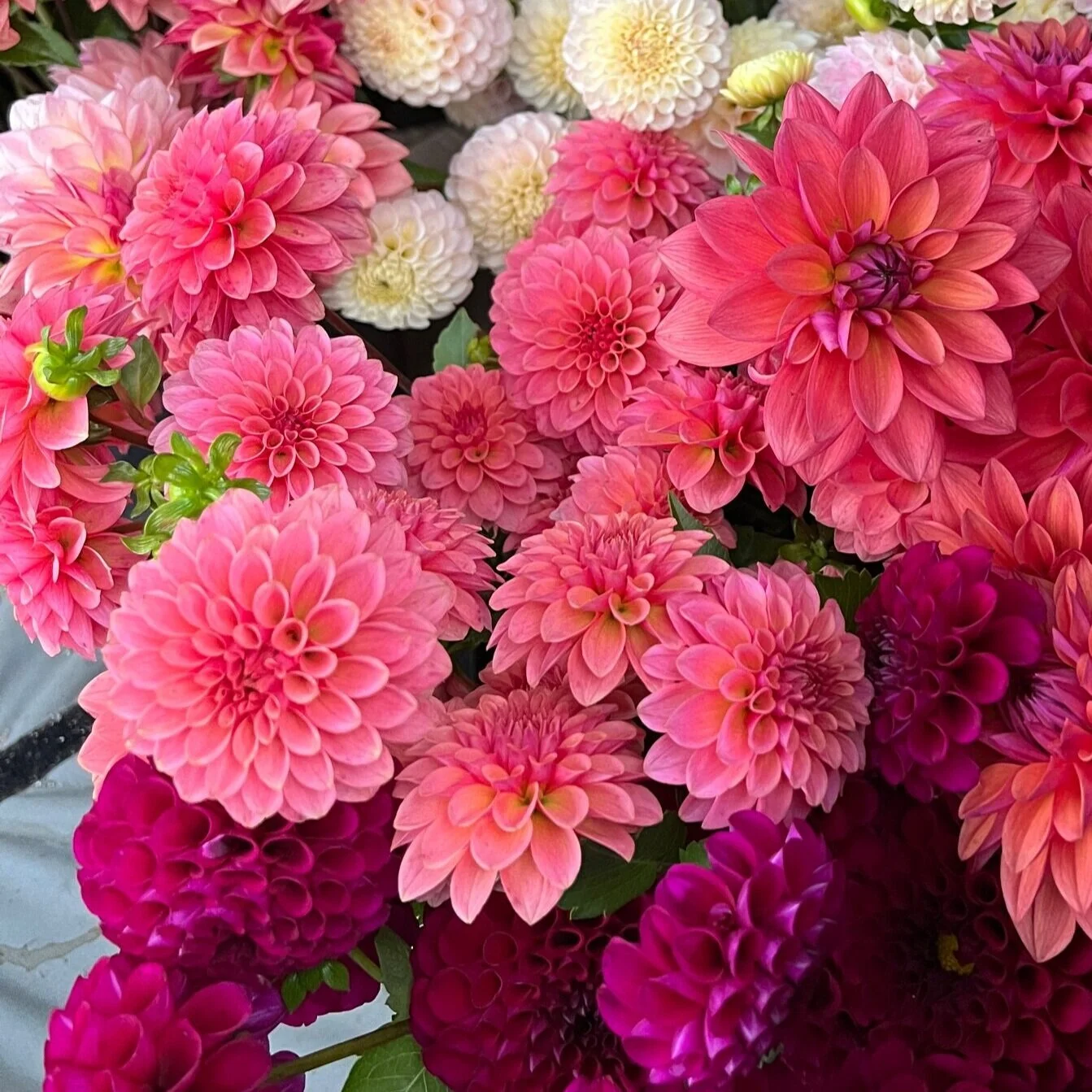 Shop — The Pollinator Patch