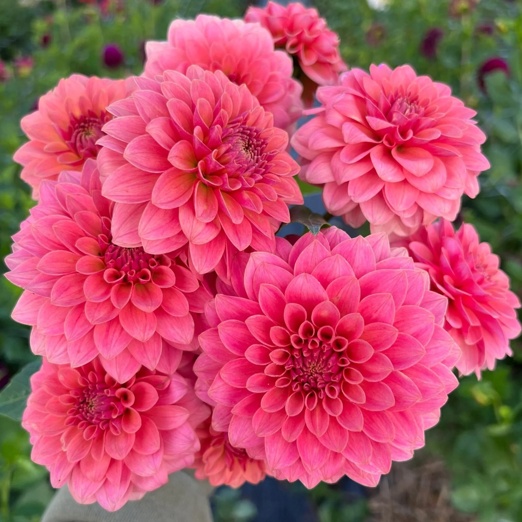 Shop — The Pollinator Patch