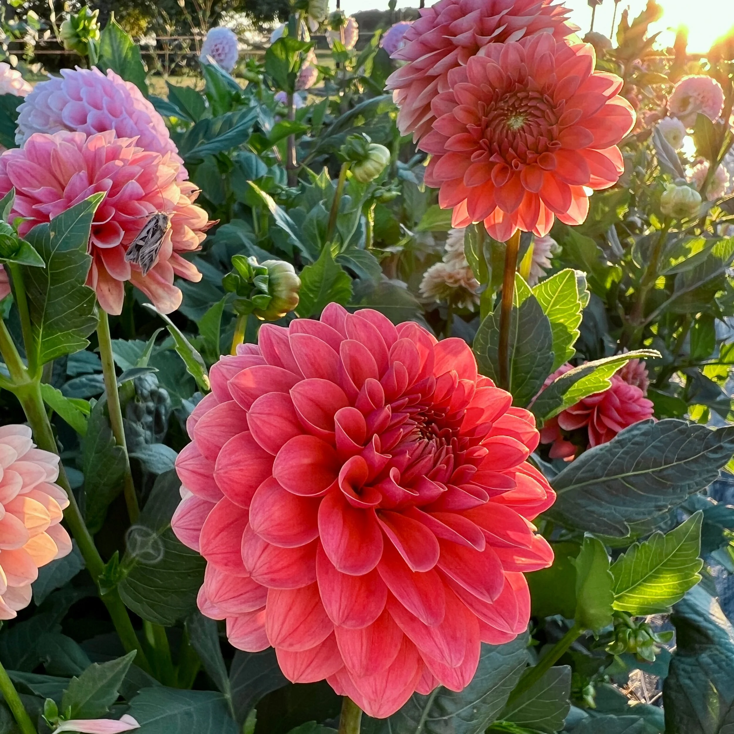 Shop — The Pollinator Patch