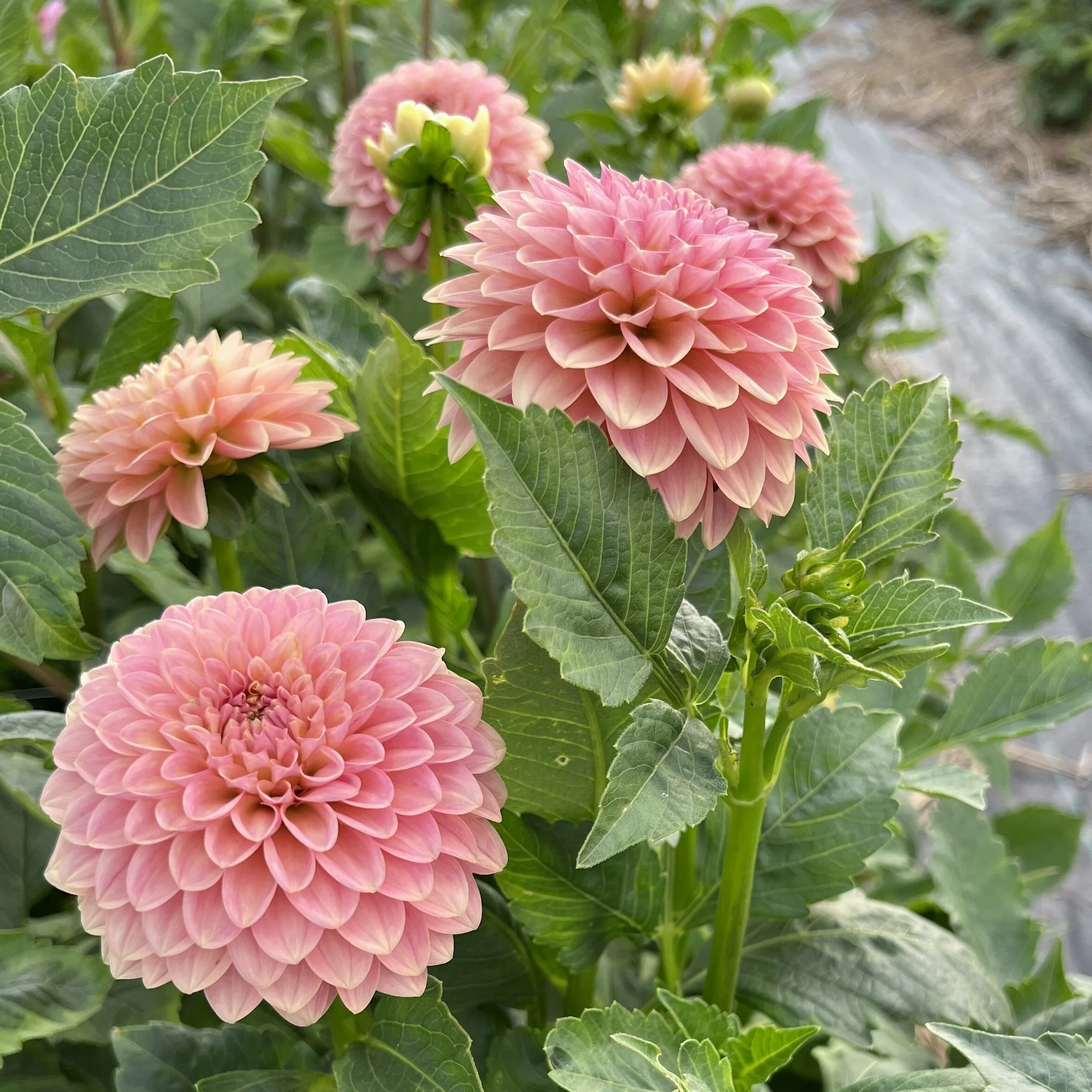 Shop — The Pollinator Patch