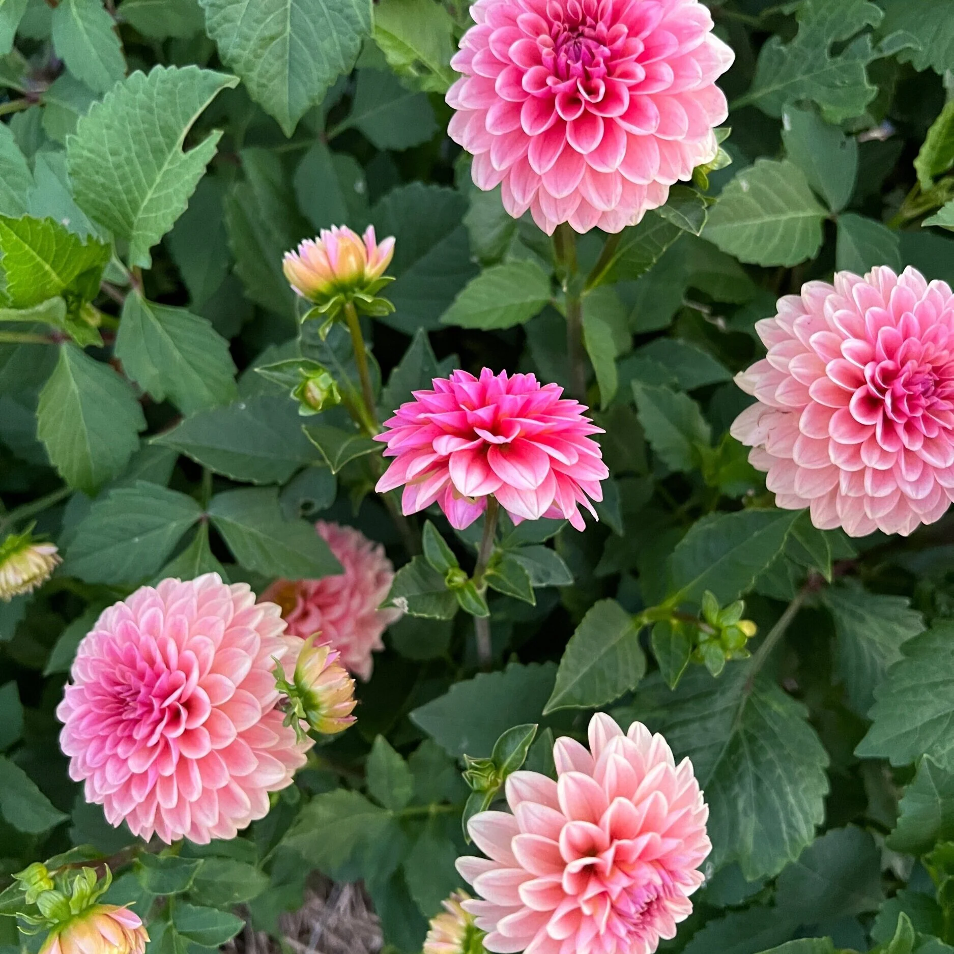 Shop — The Pollinator Patch