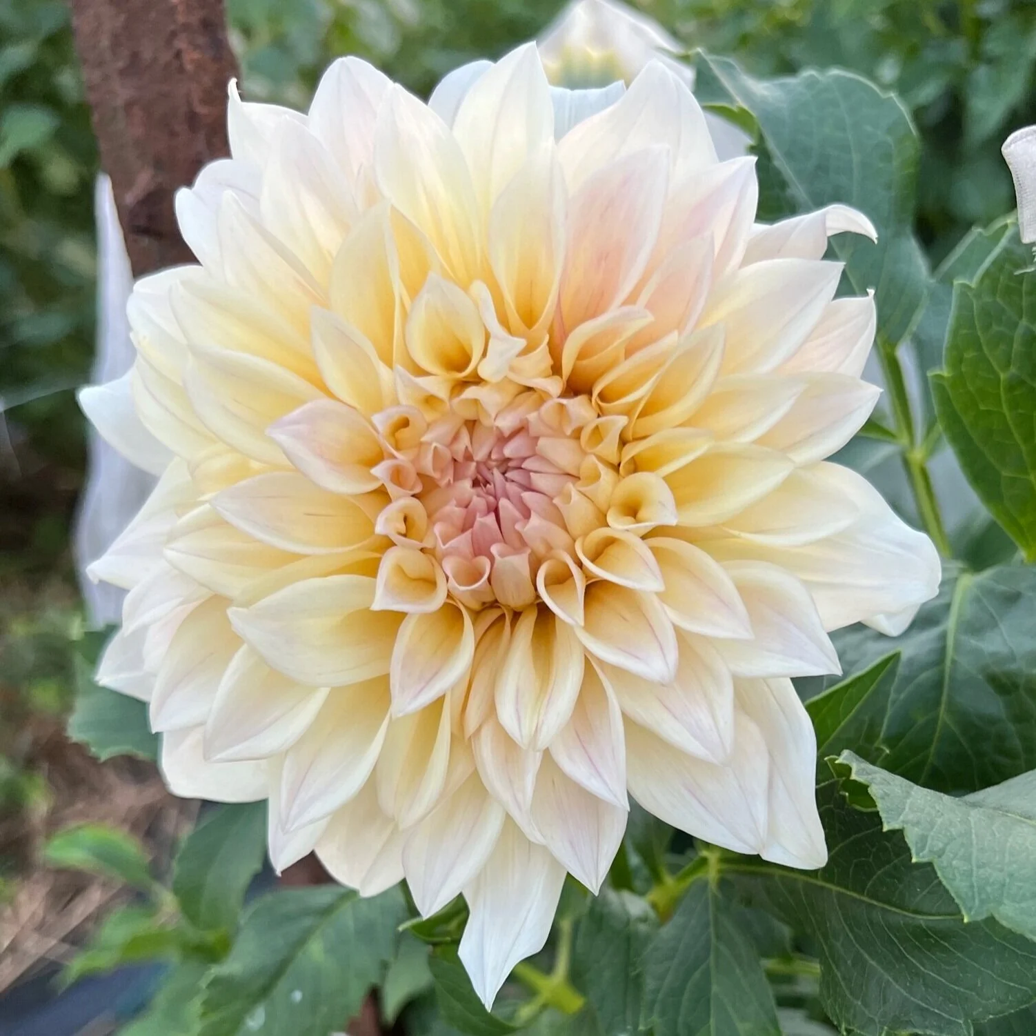 Shop — The Pollinator Patch