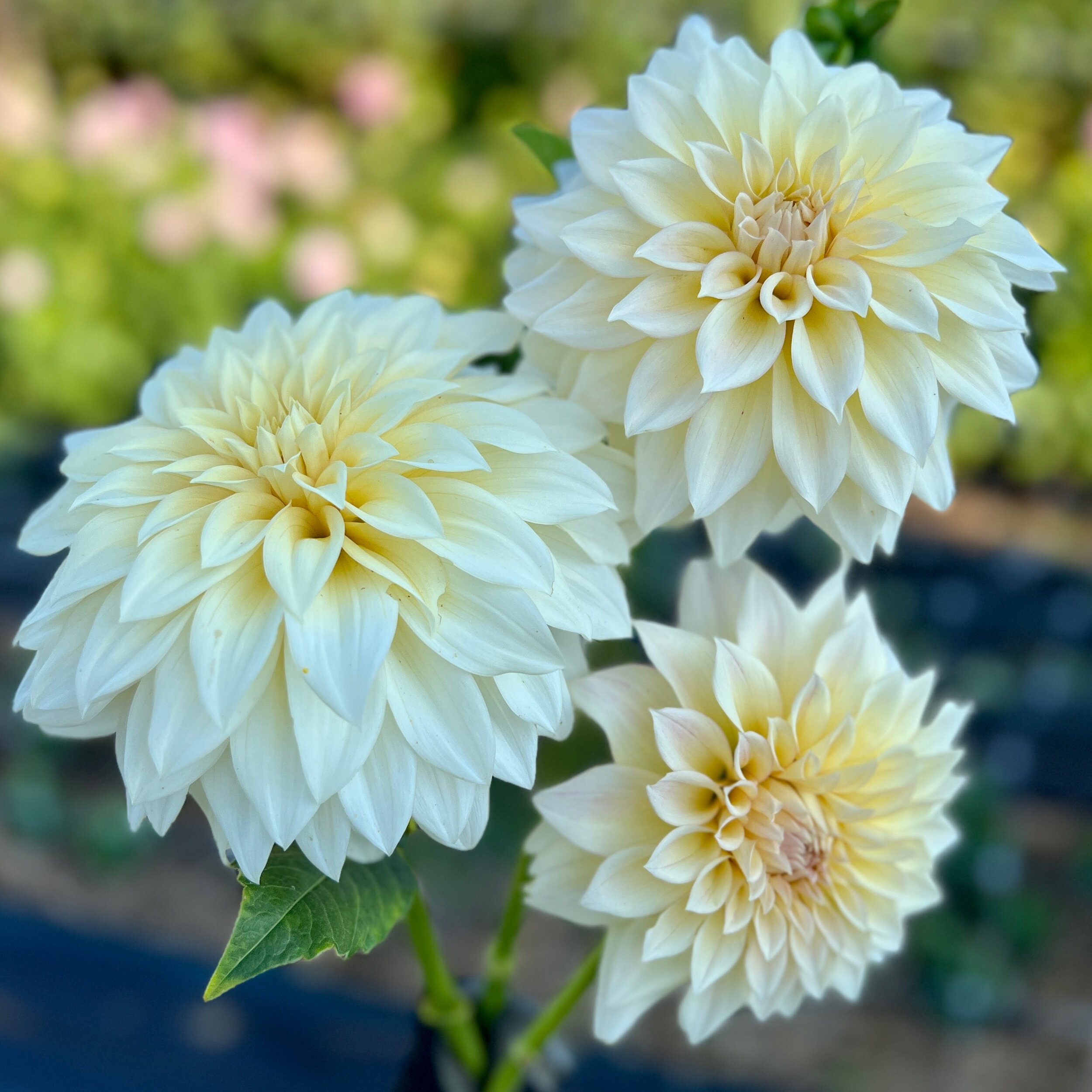 Shop — The Pollinator Patch