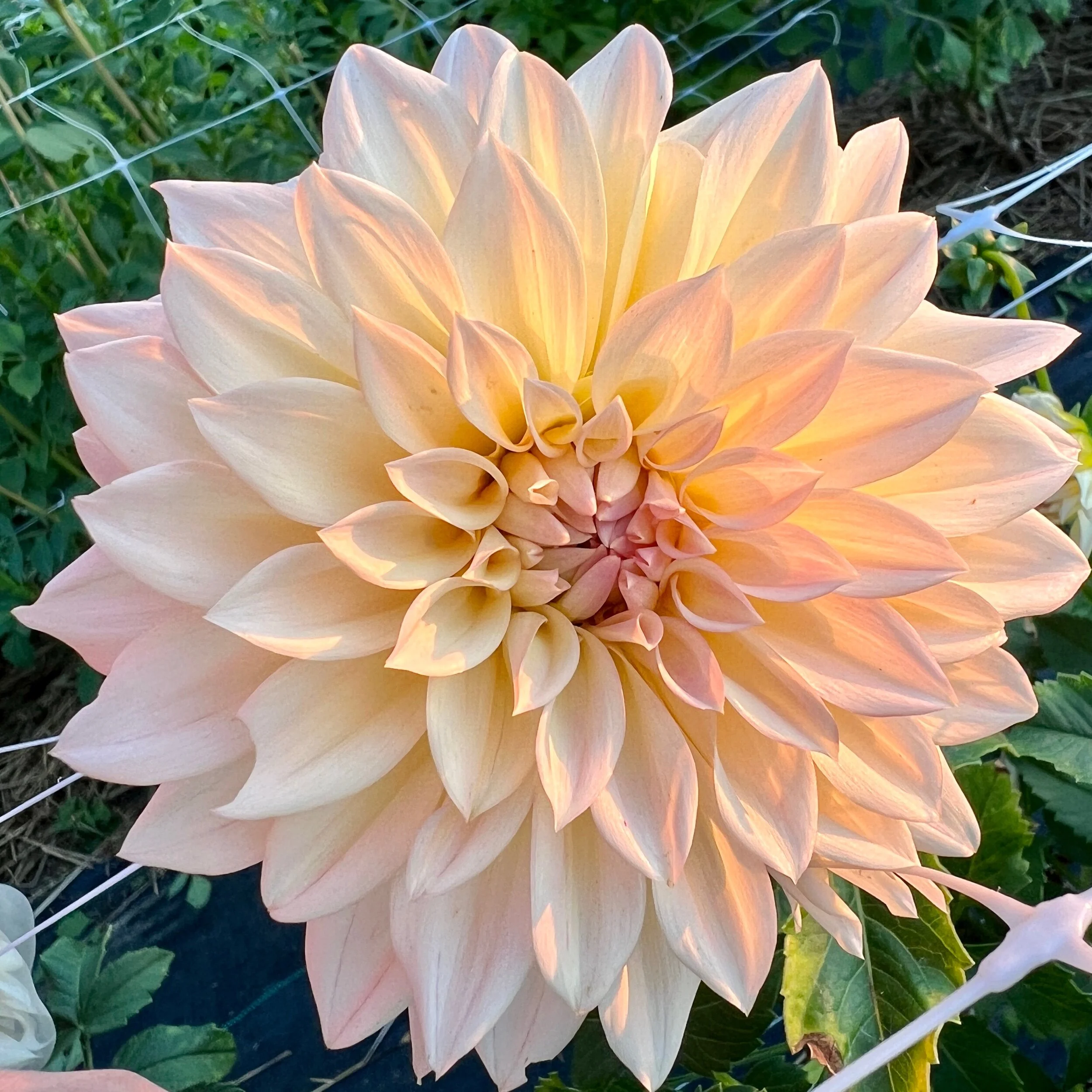 Shop — The Pollinator Patch